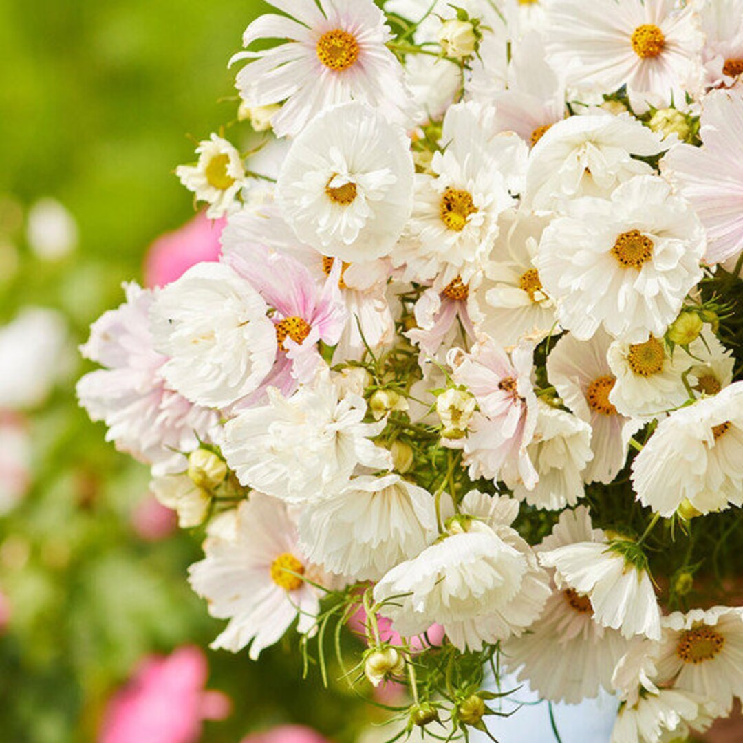 25 Cupcakes Blush Cosmos Flower Seeds - Etsy
