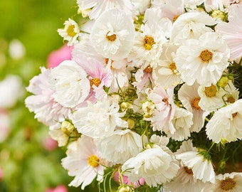 Blush Cupcake Cosmos, 25 Seeds Pink Cosmos, Great for Pollinator ...