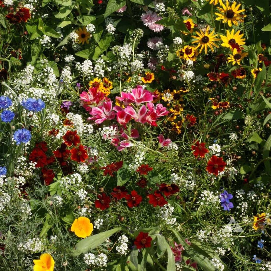 2000 Butterfly and Hummingbird Flower Seed Mix - Etsy