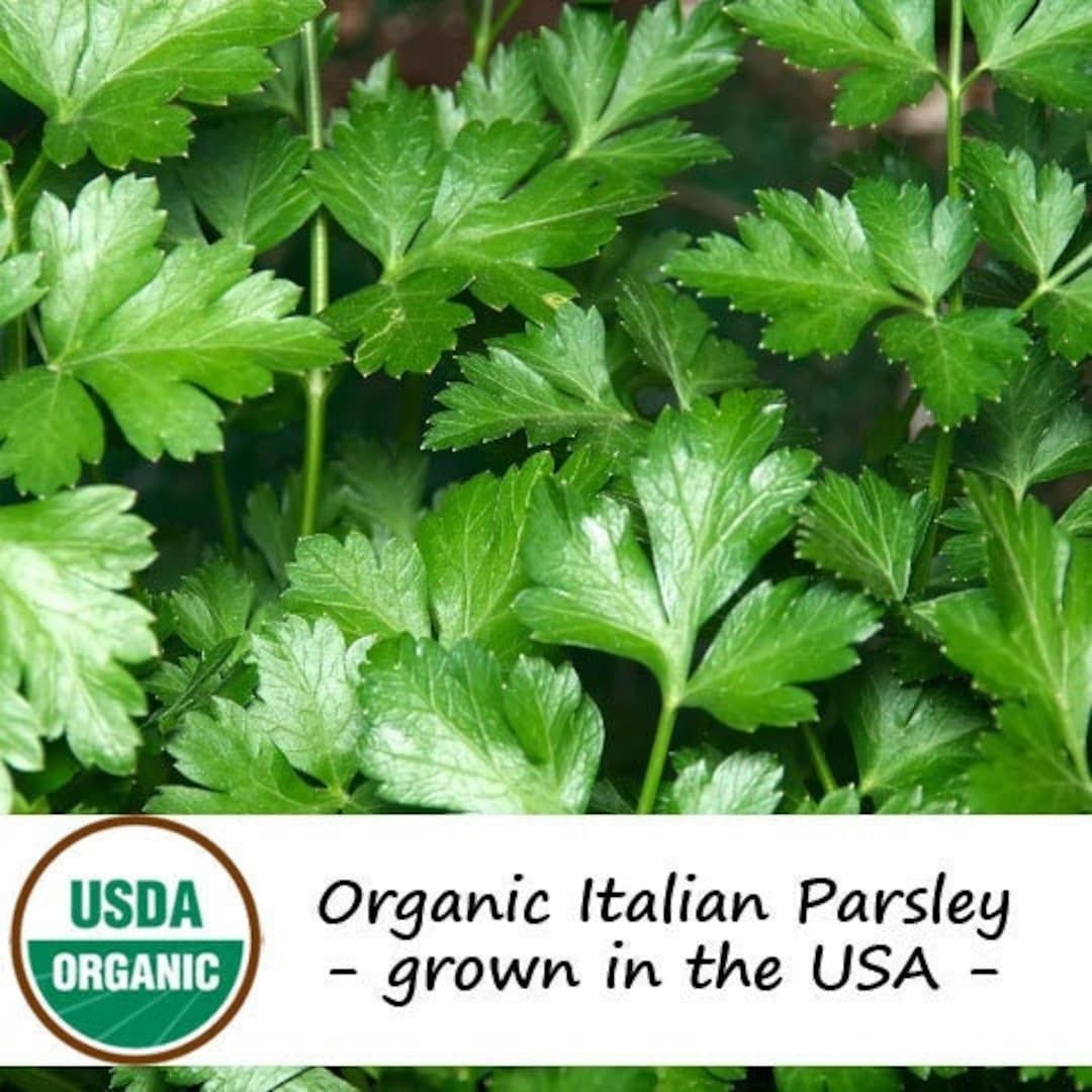 200 Organic Flat Leaf Italian Parsley Herb Seeds - Etsy