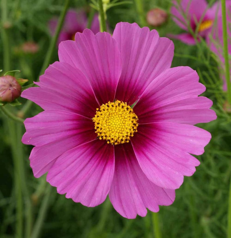 300 Radiance Cosmos Flower Seeds - Etsy