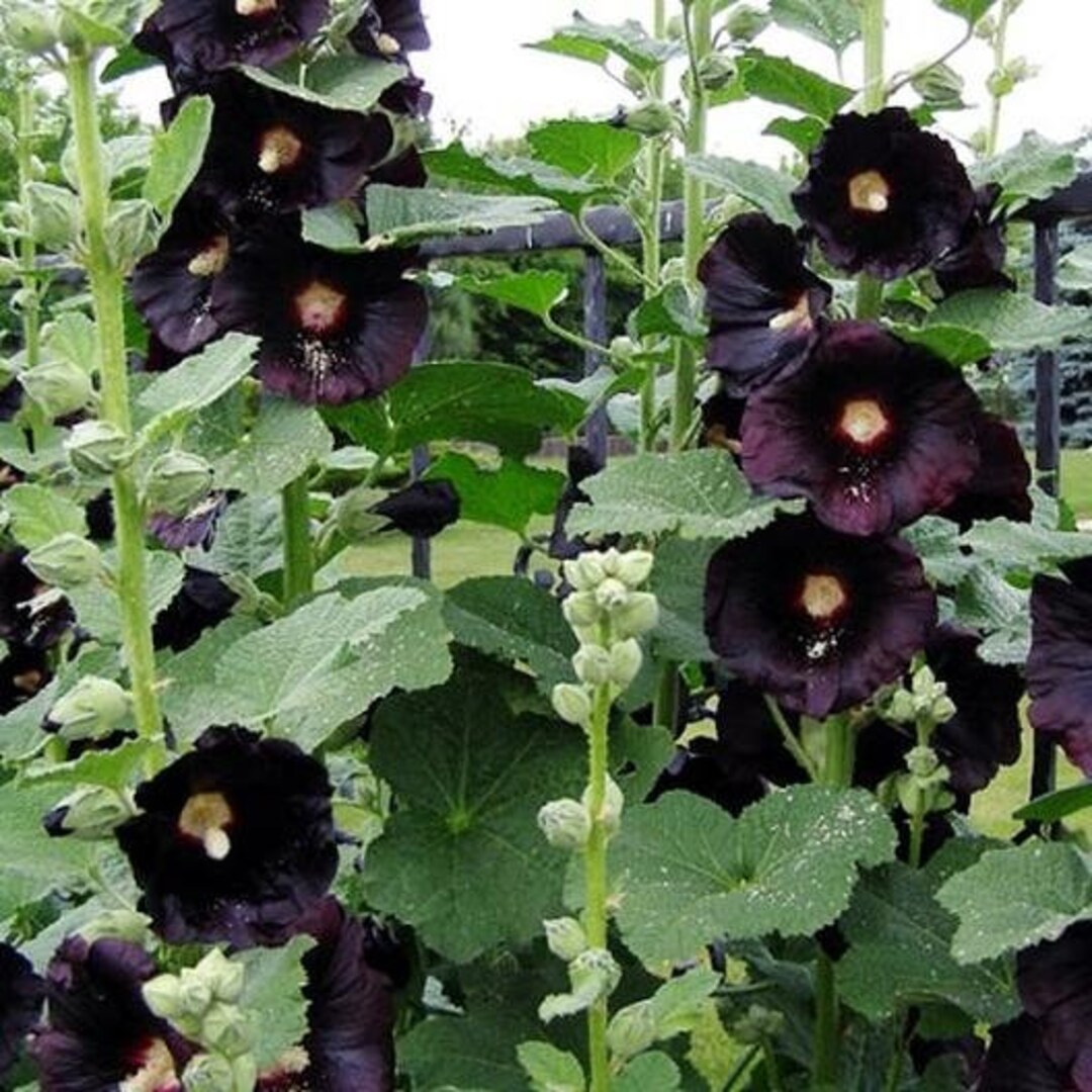 30 Black Hollyhock Flower Seeds - Etsy