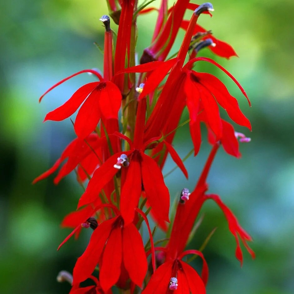 200 Red Cardinal Flower Seeds - Etsy