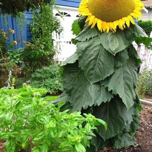 20 American Giant Sunflower Seeds - Etsy