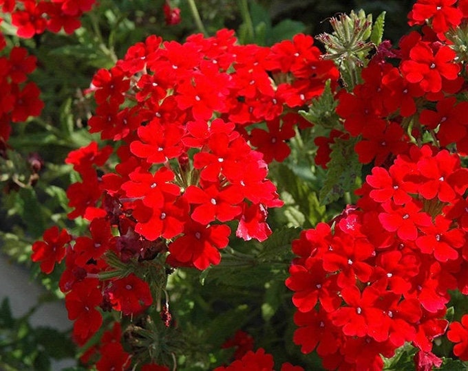 Verbena Red Flower 100 Seeds Free Shipping - Etsy