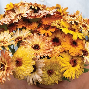 50 Calendula Sunset Mixed Color Flower Seeds - Etsy