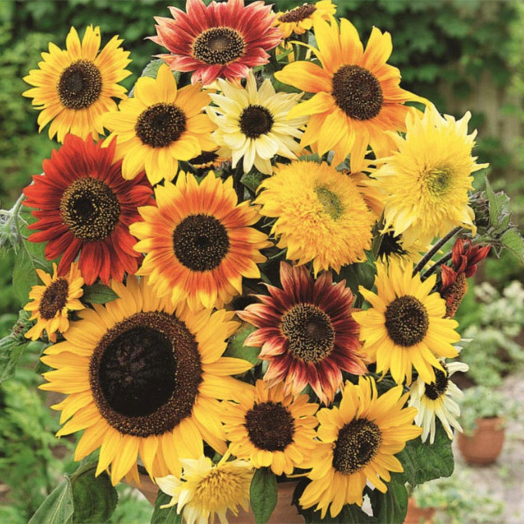 Sunflower S Colors