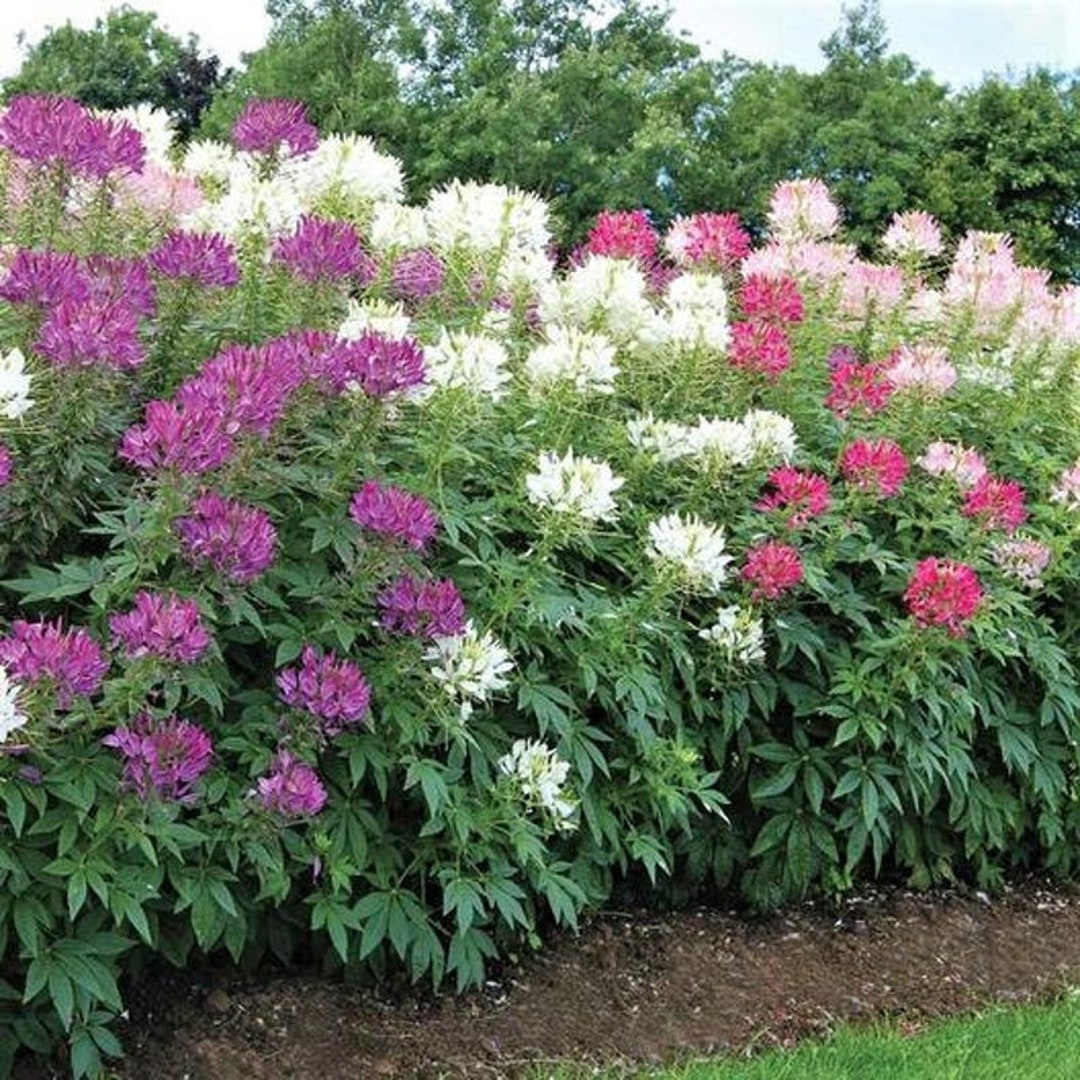 300 Cleome Queen Mixed Color Flower Seeds - Etsy