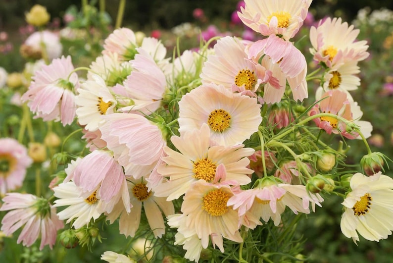 25 Apricot Lemonade Cosmos Flower Seeds - Etsy