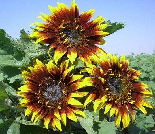 25 Joker Sunflower Seeds - Etsy