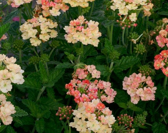 50 Apricot Verbena Flower Seeds - Etsy