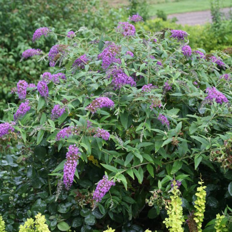 50 Violet Butterfly Bush Flowering Shrub Seeds - Etsy