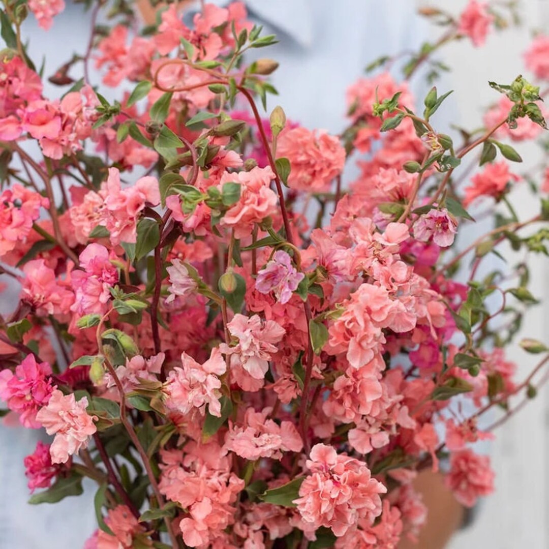 100 Salmon Clarkia Flower Seeds - Etsy