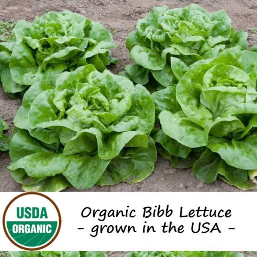 250 Organic Bibb Buttercrunch Lettuce Vegetable Seeds - Etsy