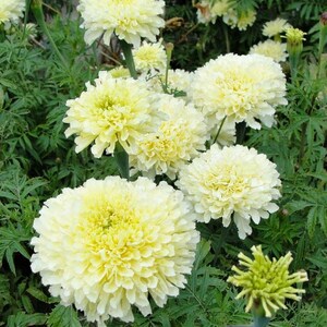 50 Moonlight Dwarf African Marigold Flower Seeds - Etsy