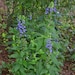 200 Blue Cardinal Flower Seeds - Etsy