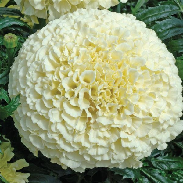 50 Eskimo White African Marigold Flower Seeds - Etsy Denmark