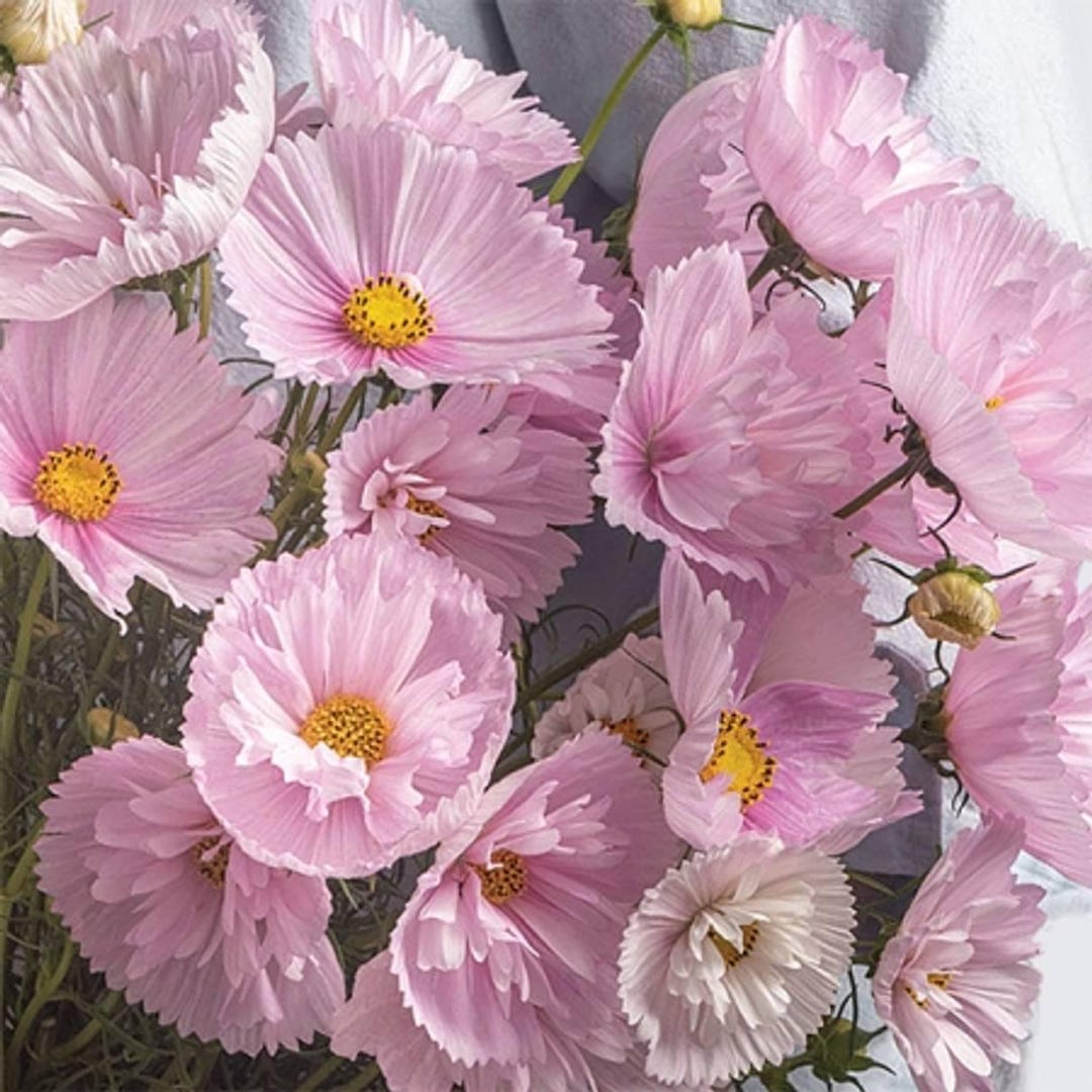 25 Cupcakes Blush Cosmos Flower Seeds - Etsy