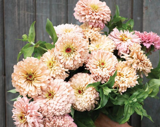 25 Ballerina Blush Zinnia Flower Seeds - Etsy