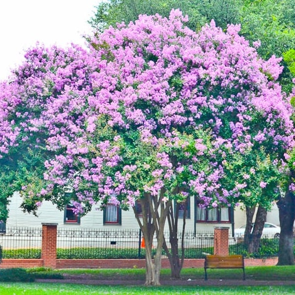 Purple Crepe Myrtle - Etsy