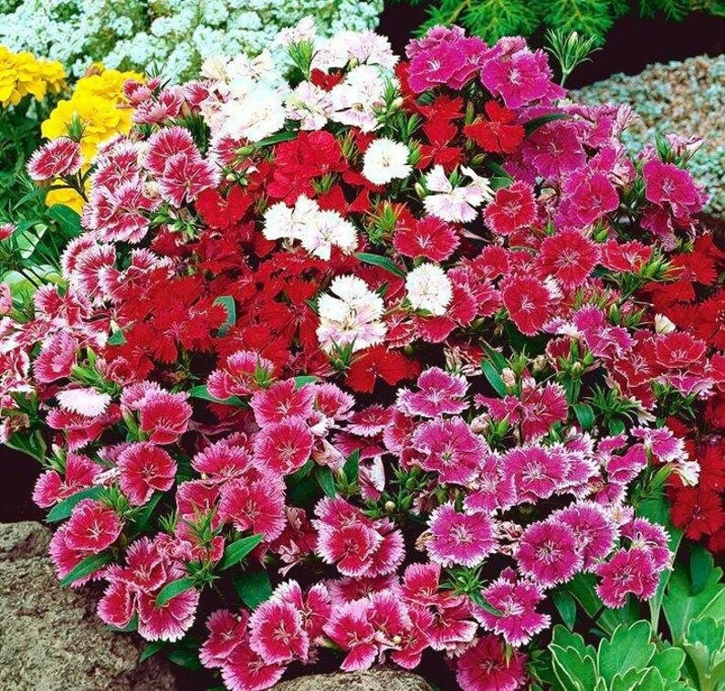 500 Chinese Pinks Dianthus Flower Seeds - Etsy