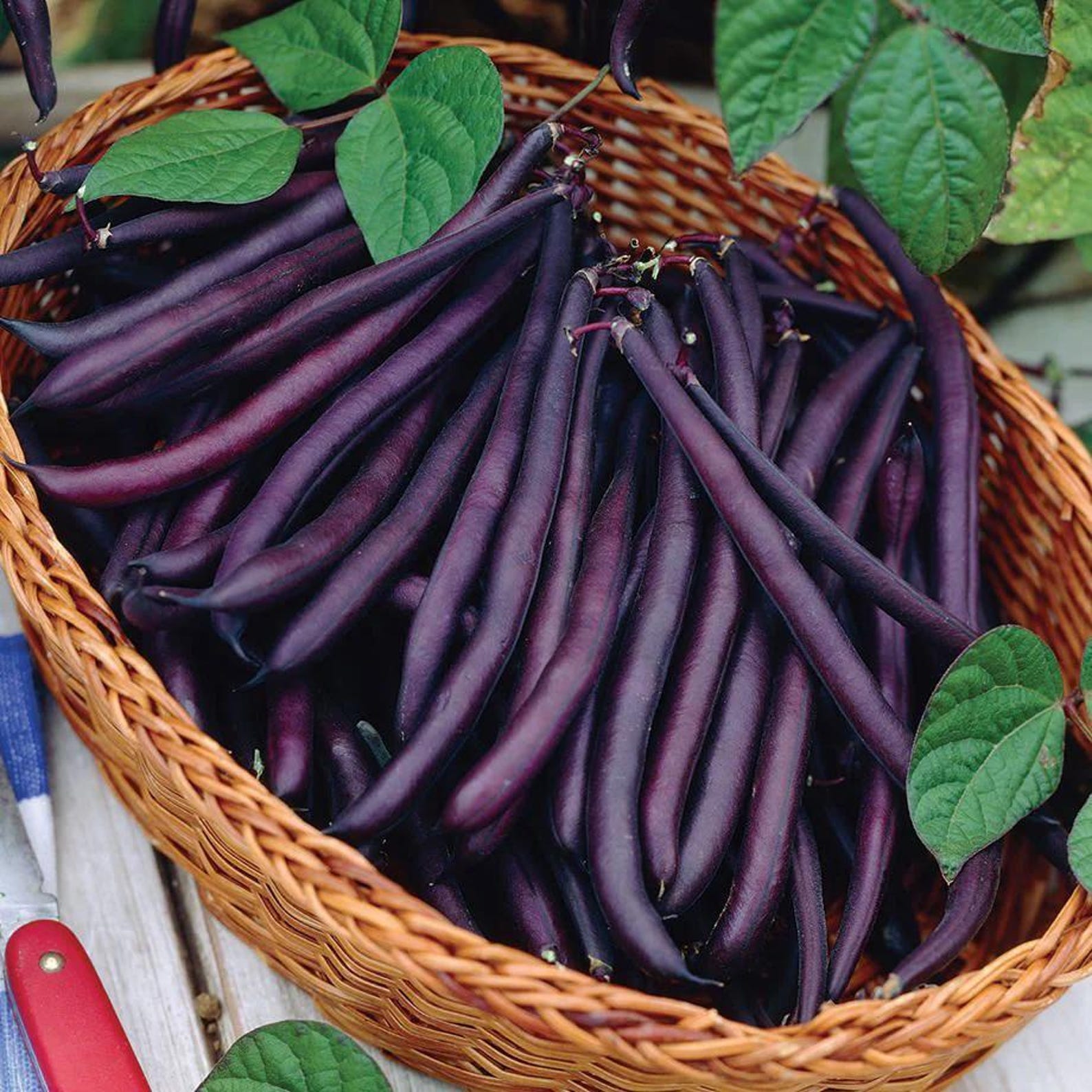 25 Organic Royalty Purple Bush Bean Vegetable Seeds - Etsy