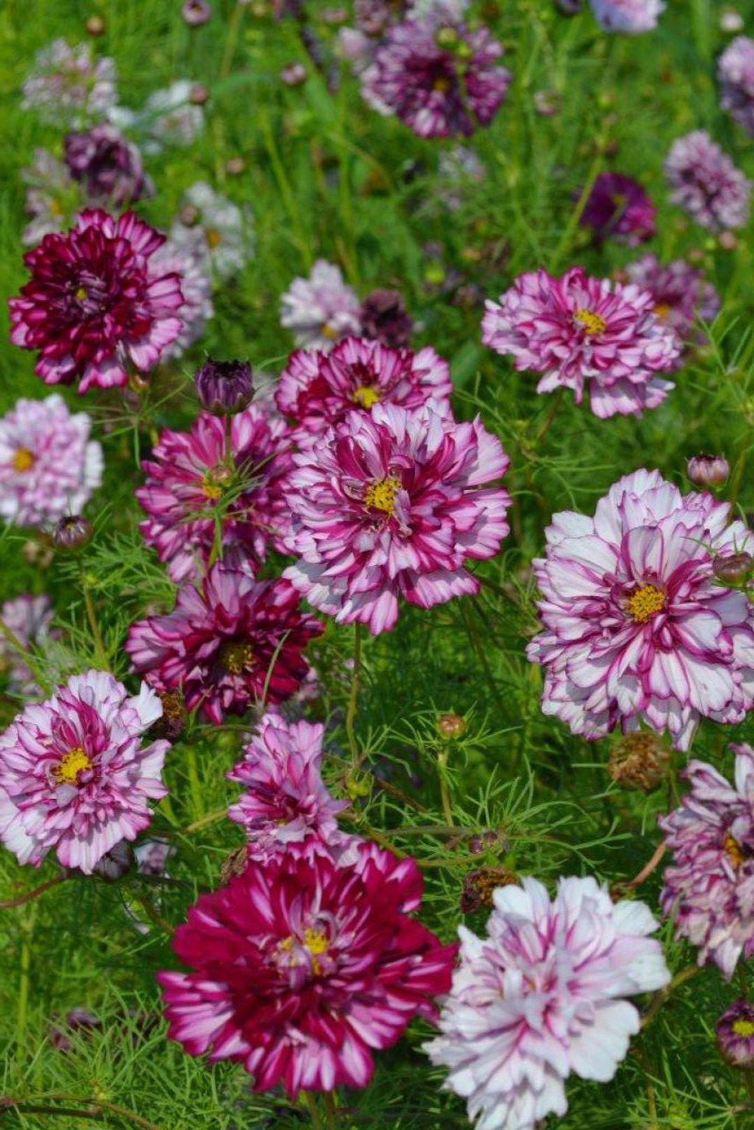 25 Double Click Violet Cosmos Flower Seeds - Etsy
