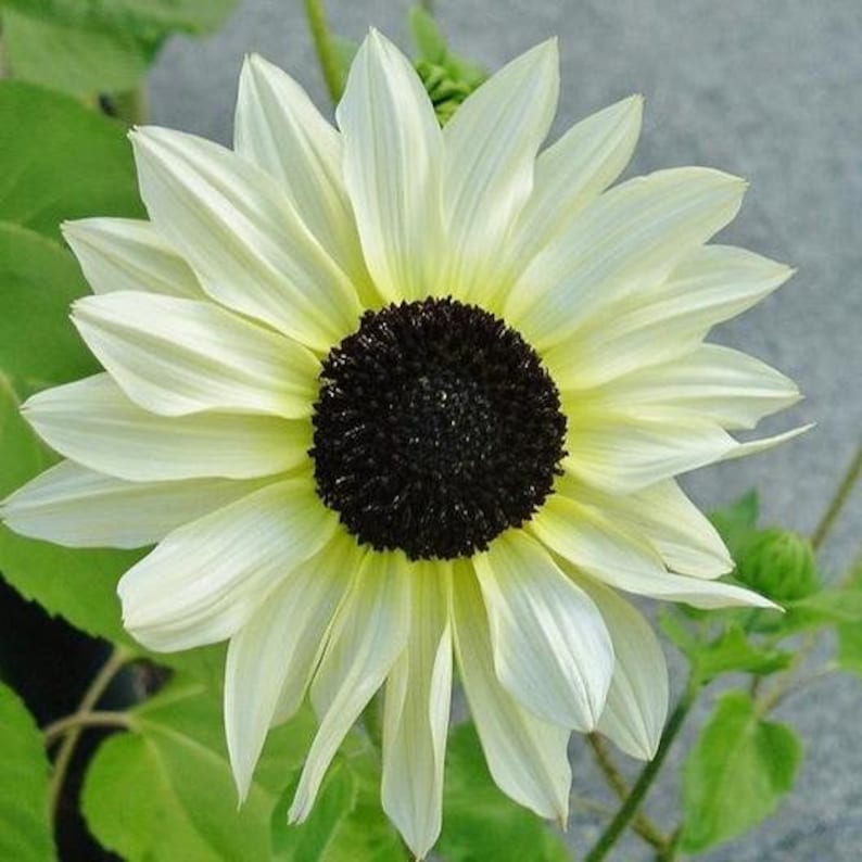 50 Italian White Sunflower Seeds - Etsy