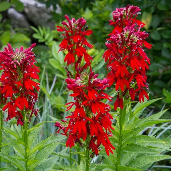Cardinal Flower Plant - Etsy