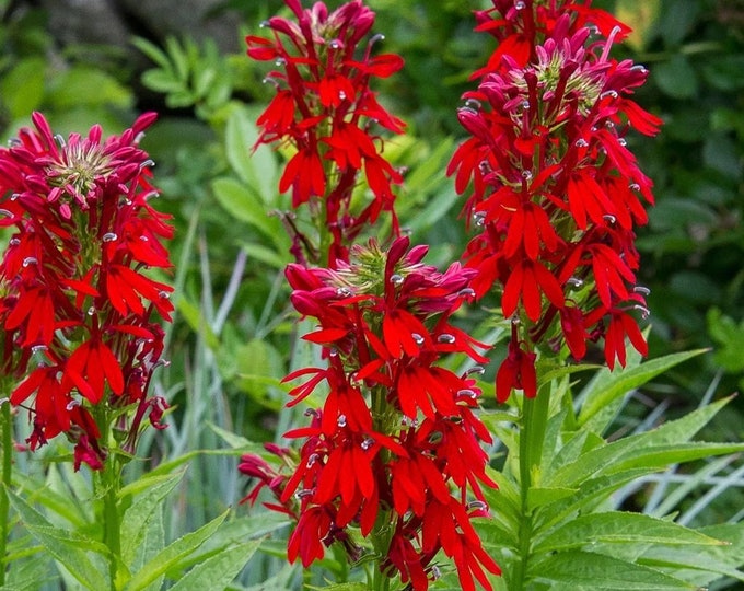 100 Red Cardinal Flower Seeds - Etsy