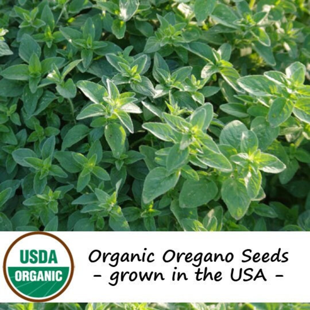 250 Organic Italian Oregano Vegetable Seeds - Etsy