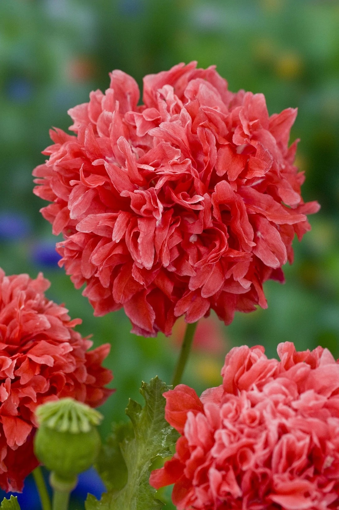500 Salmon Double Peony Poppy Flower Seeds - Etsy