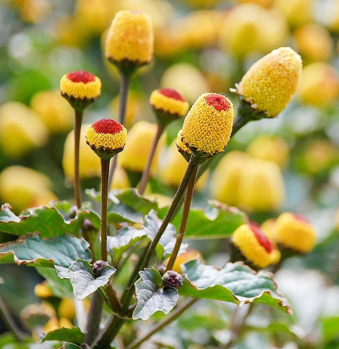 100 Toothache Plant Flower Seeds - Etsy