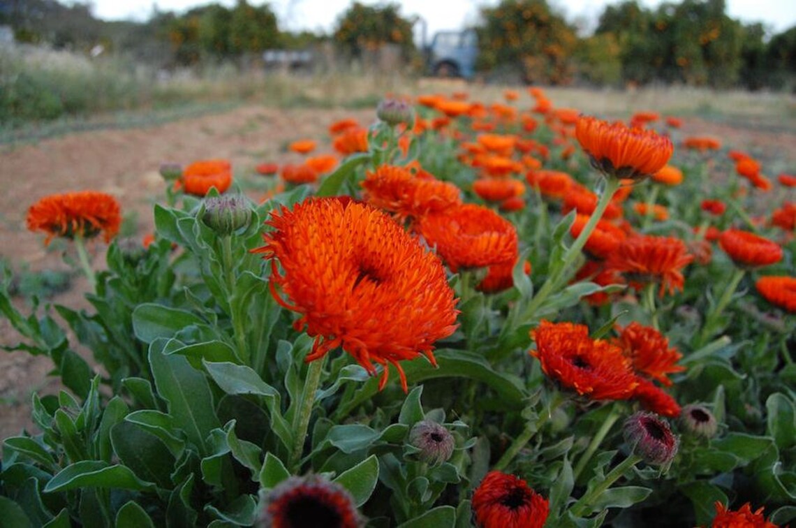 50 Calendula Neon Flower Seeds - Etsy