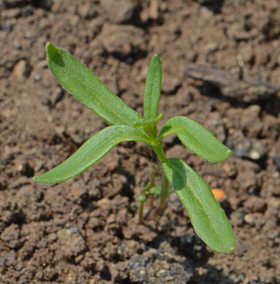 2000 Spurred Snapdragon Flower Seeds | Etsy