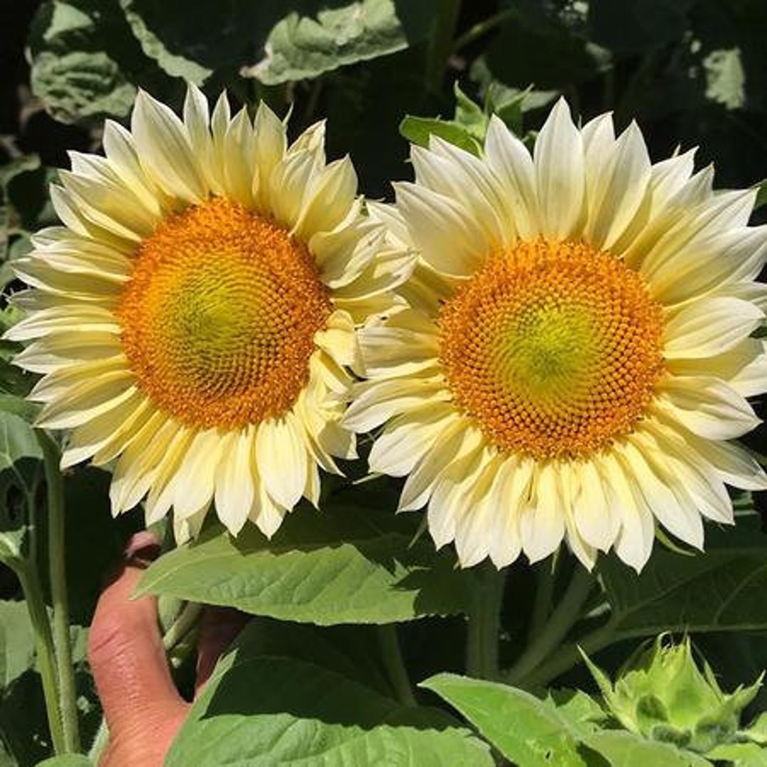 20 Procut White Lite Sunflower Seeds - Etsy