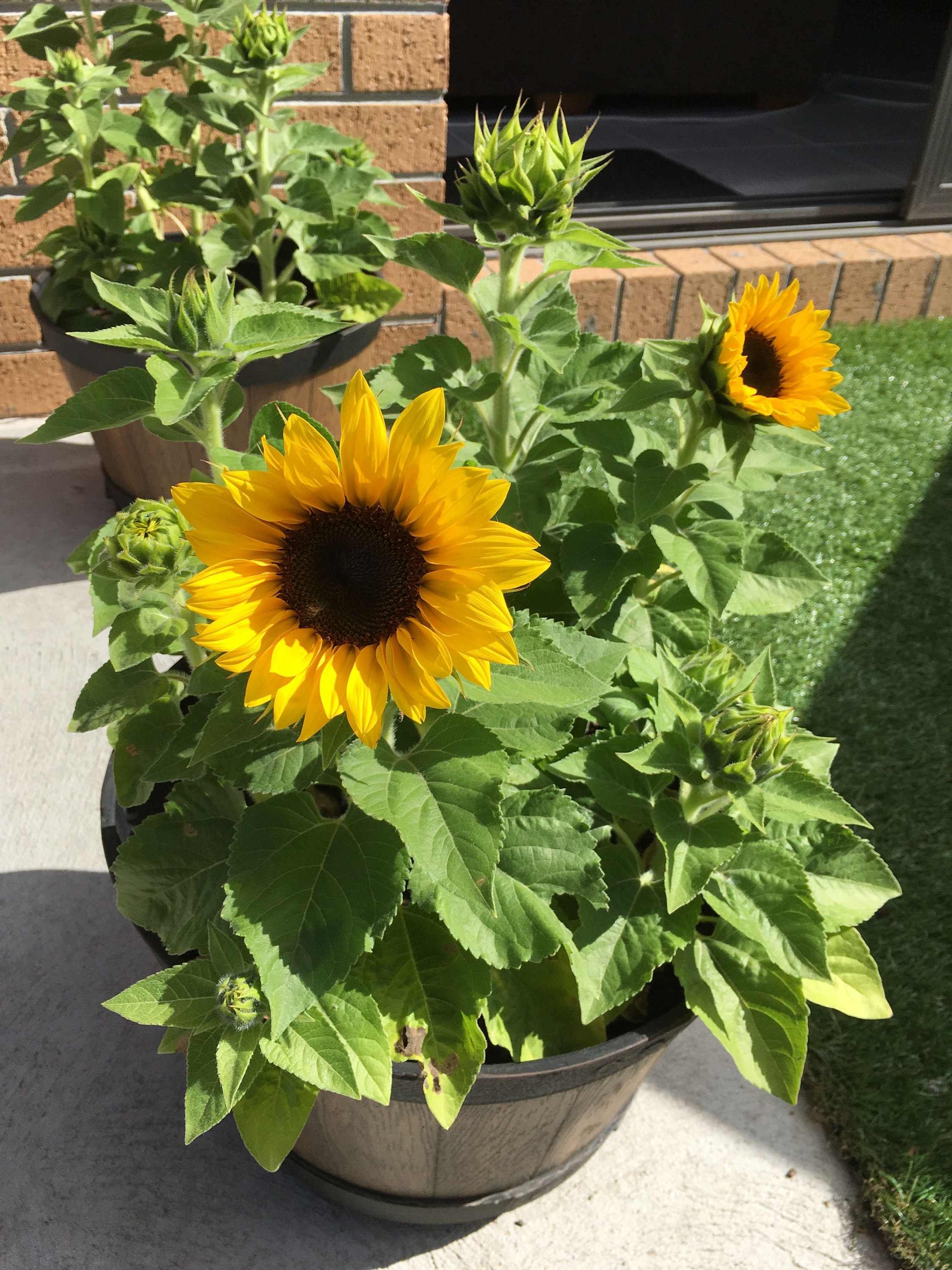 Dwarf sunflowers store