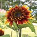 25 Joker Sunflower Seeds - Etsy