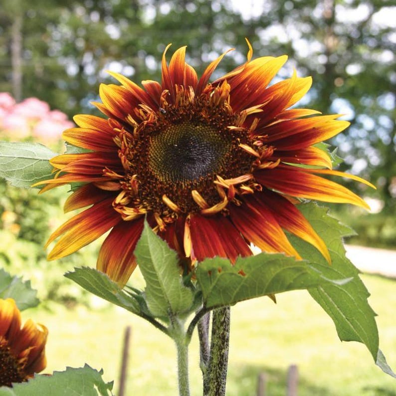25 Joker Sunflower Seeds - Etsy