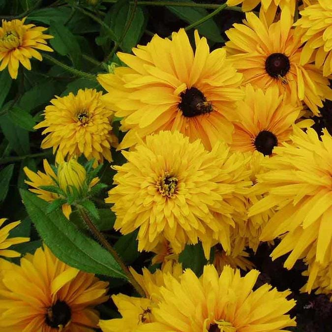 100 Double Golden Rudbeckia Flower Seeds - Etsy