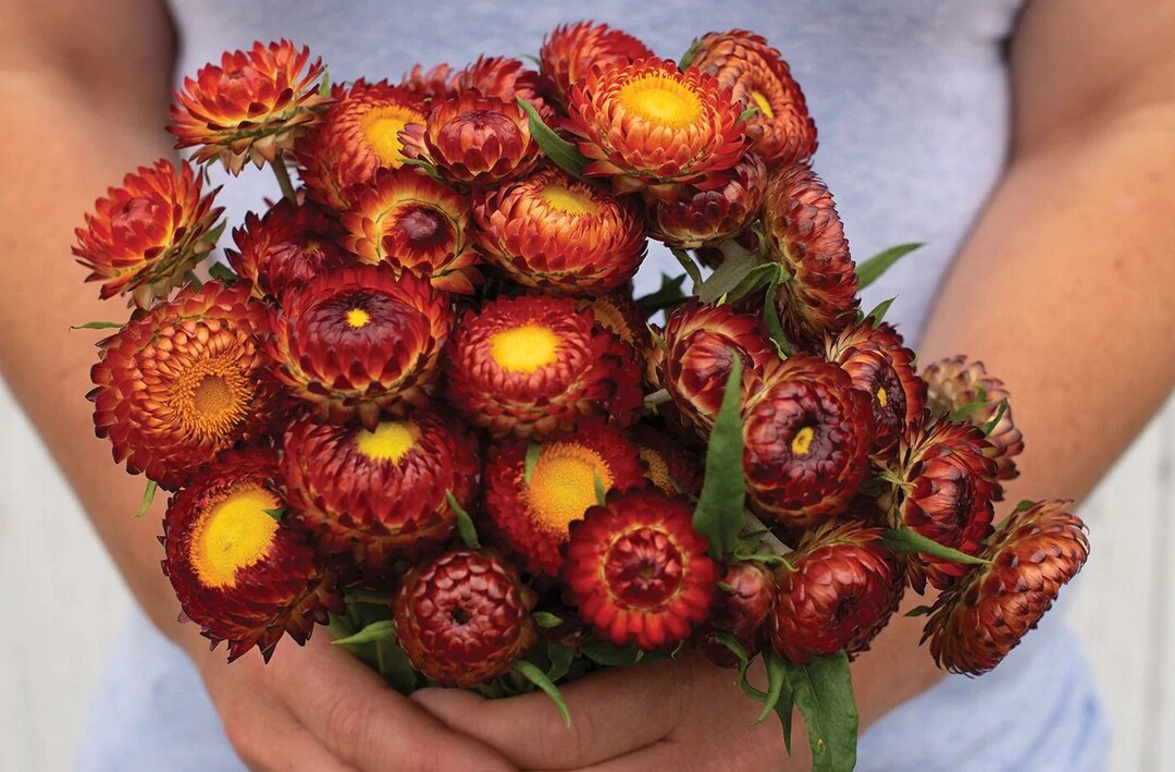 200 Copper Red Strawflower Flower Seeds - Etsy
