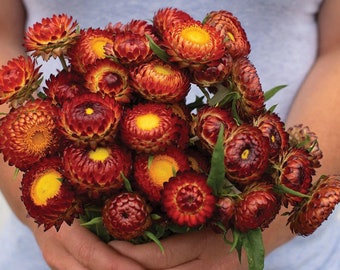 100 Strawflower Copper Red Seeds - Etsy