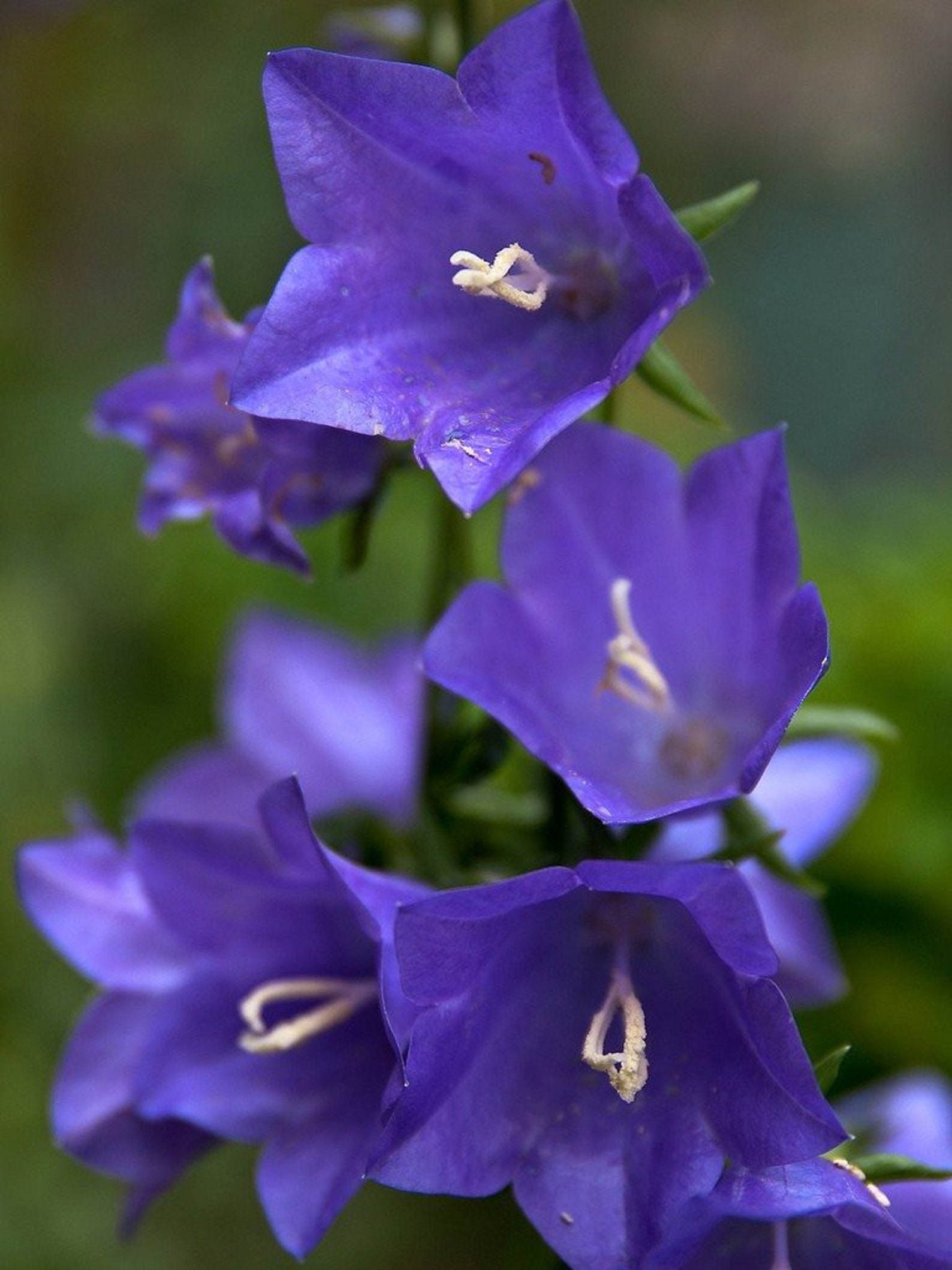 300 Blue Bell Flower Seeds - Etsy
