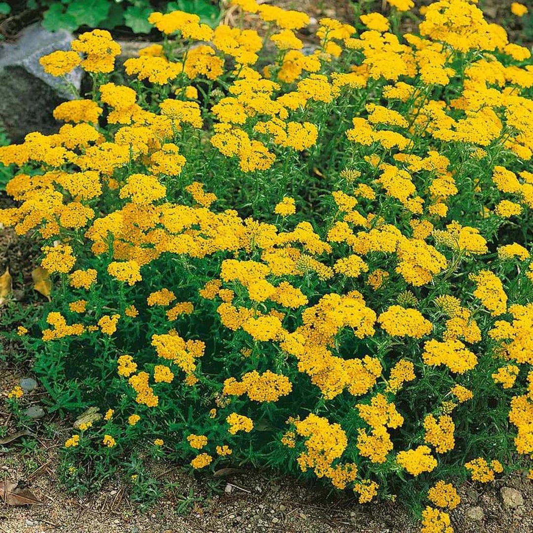 50 Dwarf Wooly Yarrow Flower Seeds - Etsy