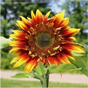 25 Joker Sunflower Seeds - Etsy
