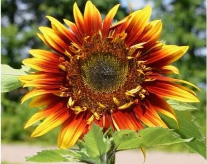 The Joker Sunflower - Etsy