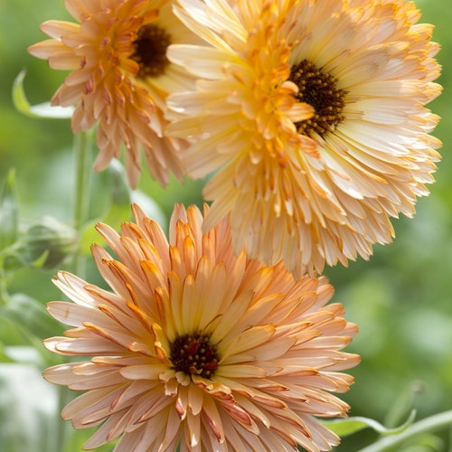 50 Calendula Neon Flower Seeds - Etsy