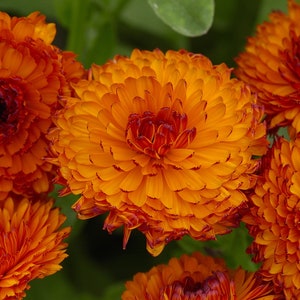 50 Calendula Neon Flower Seeds - Etsy