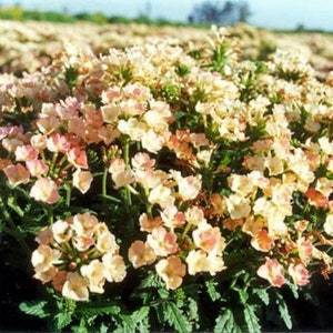 50 Apricot Verbena Flower Seeds - Etsy