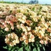 50 Apricot Verbena Flower Seeds - Etsy